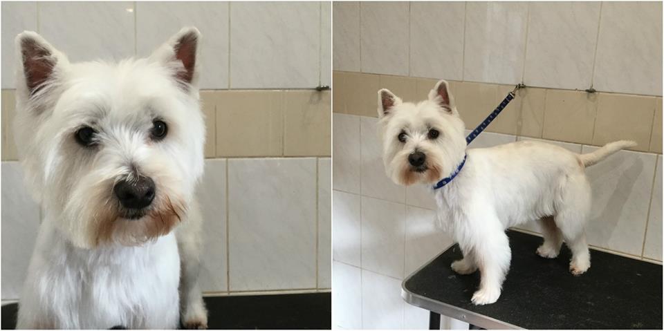 Dandy Dog Grooming Parlour