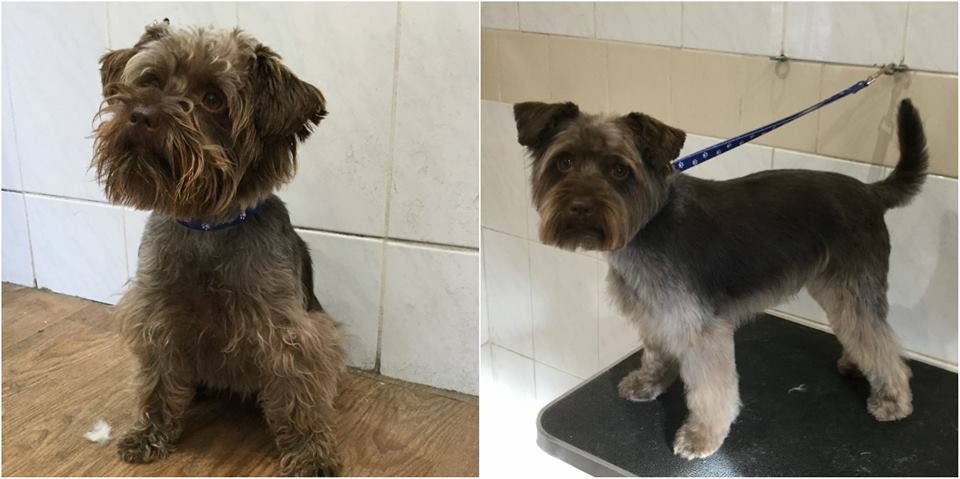 Dandy Dog Grooming Parlour