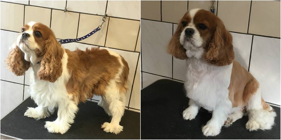 Dandy Dog Grooming Parlour