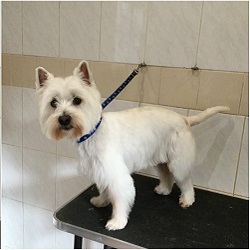 Dandy Dog Grooming Parlour