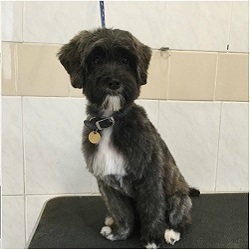 Dandy Dog Grooming Parlour