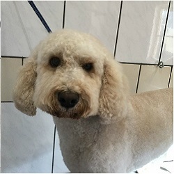 Dandy Dog Grooming Parlour