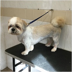 Dandy Dog Grooming Parlour
